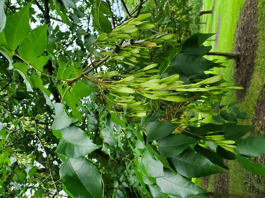 Green Ash | CMP Tree Selection Tool